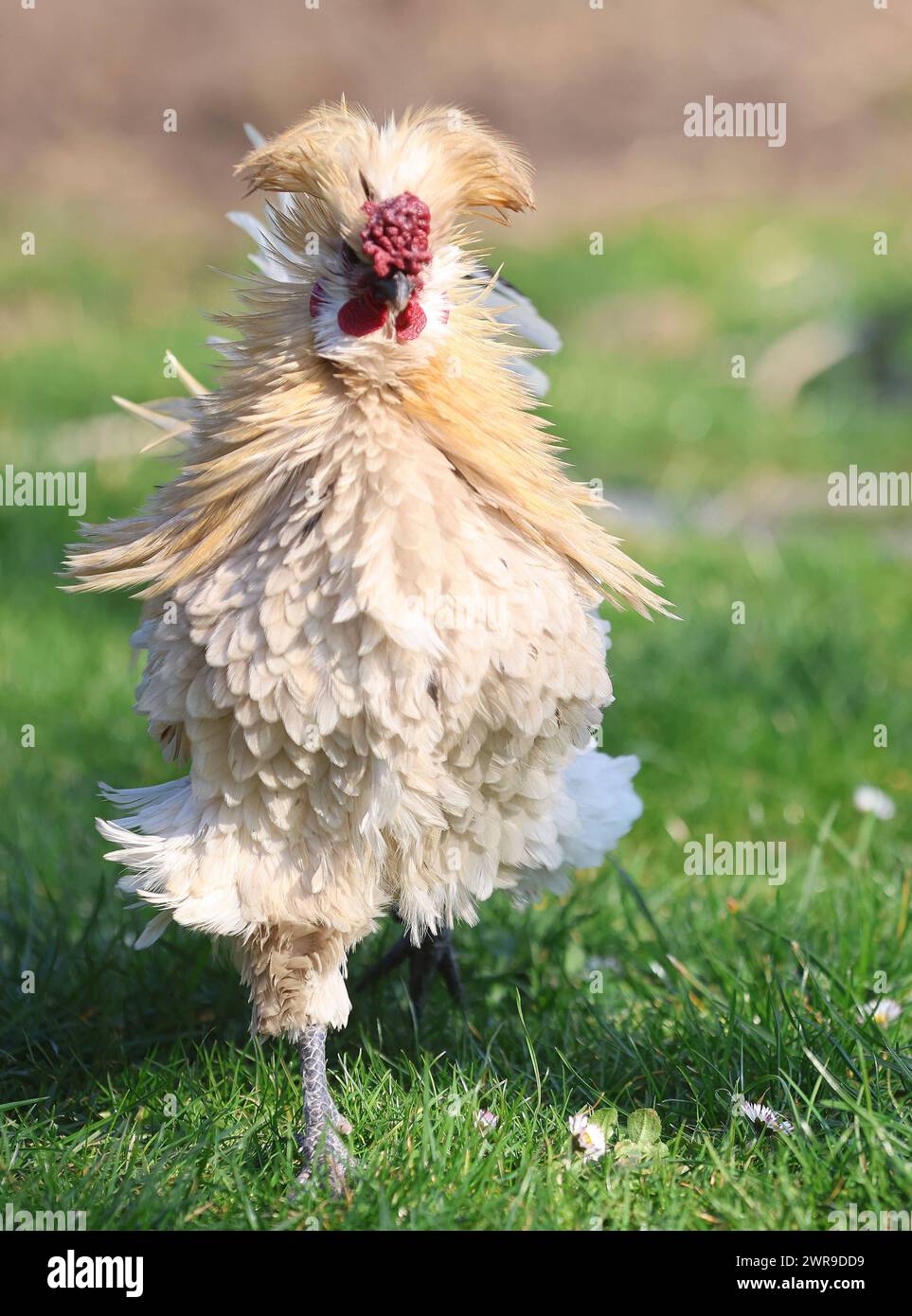 Zwerghuehner 08.03.2024, Erfurt, Paduaner-Hahn *** Dwarf chicken 08 03 ...