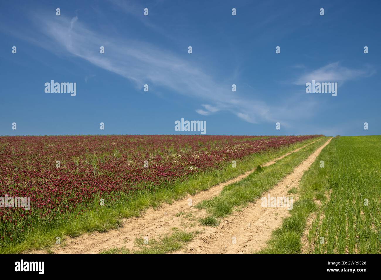 Magenta light on clouds hi-res stock photography and images - Alamy