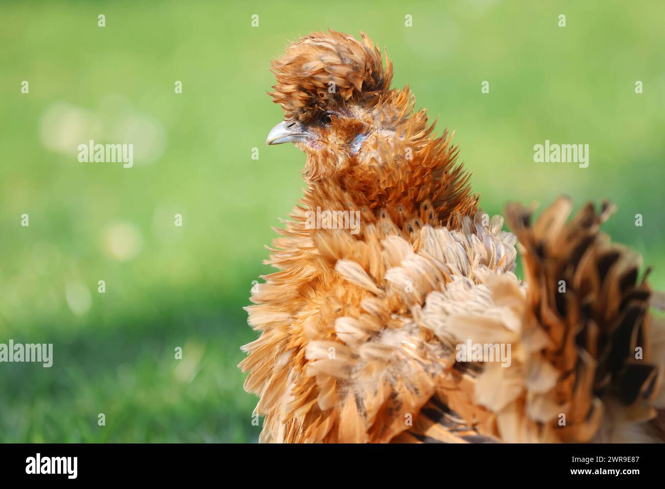 Zwerghuehner 08.03.2024, Erfurt, Seidenhuhn gestruppt *** Dwarf chicken ...