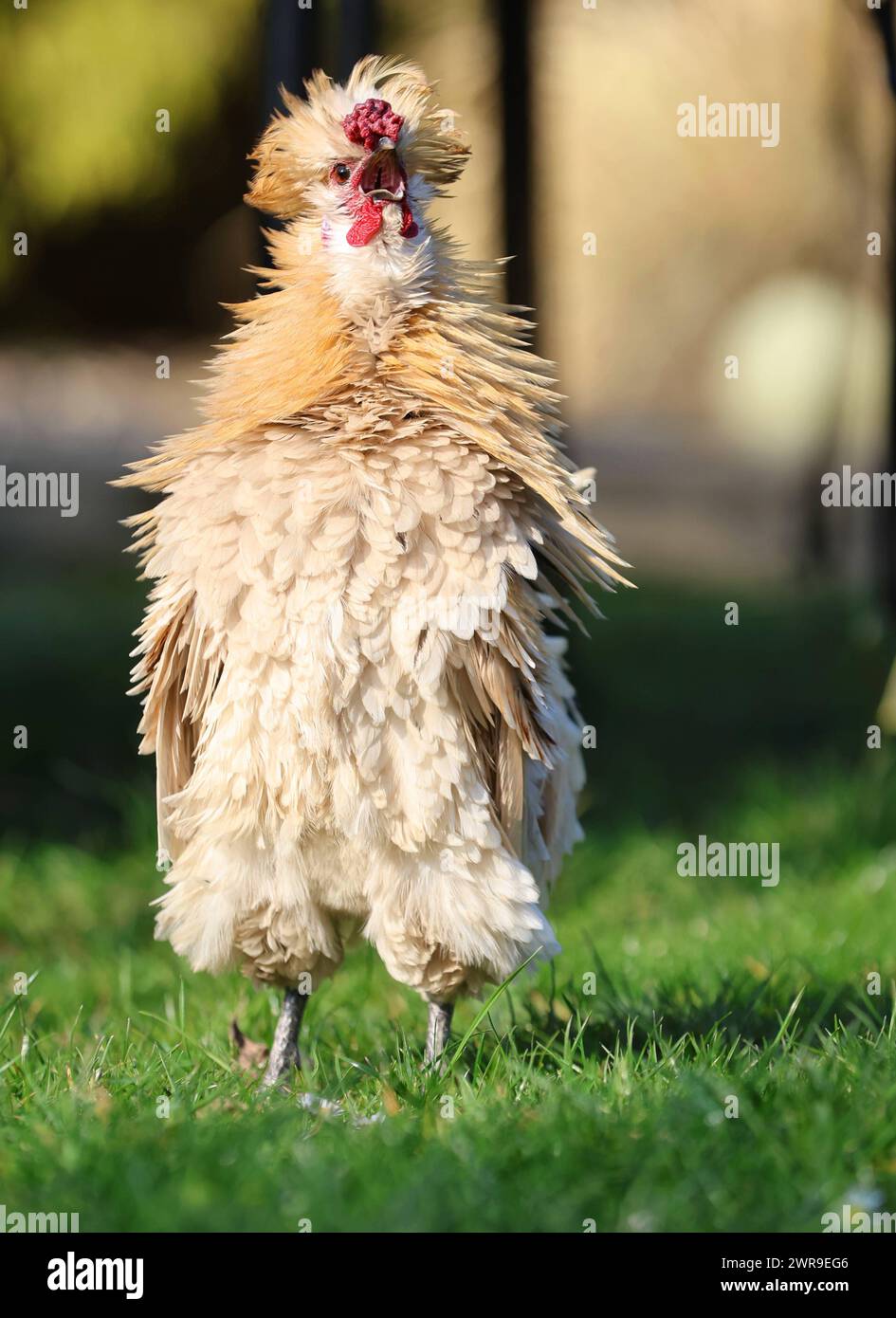 Zwerghuehner 08.03.2024, Erfurt, Paduaner-Hahn kraeht *** Dwarf chicken ...