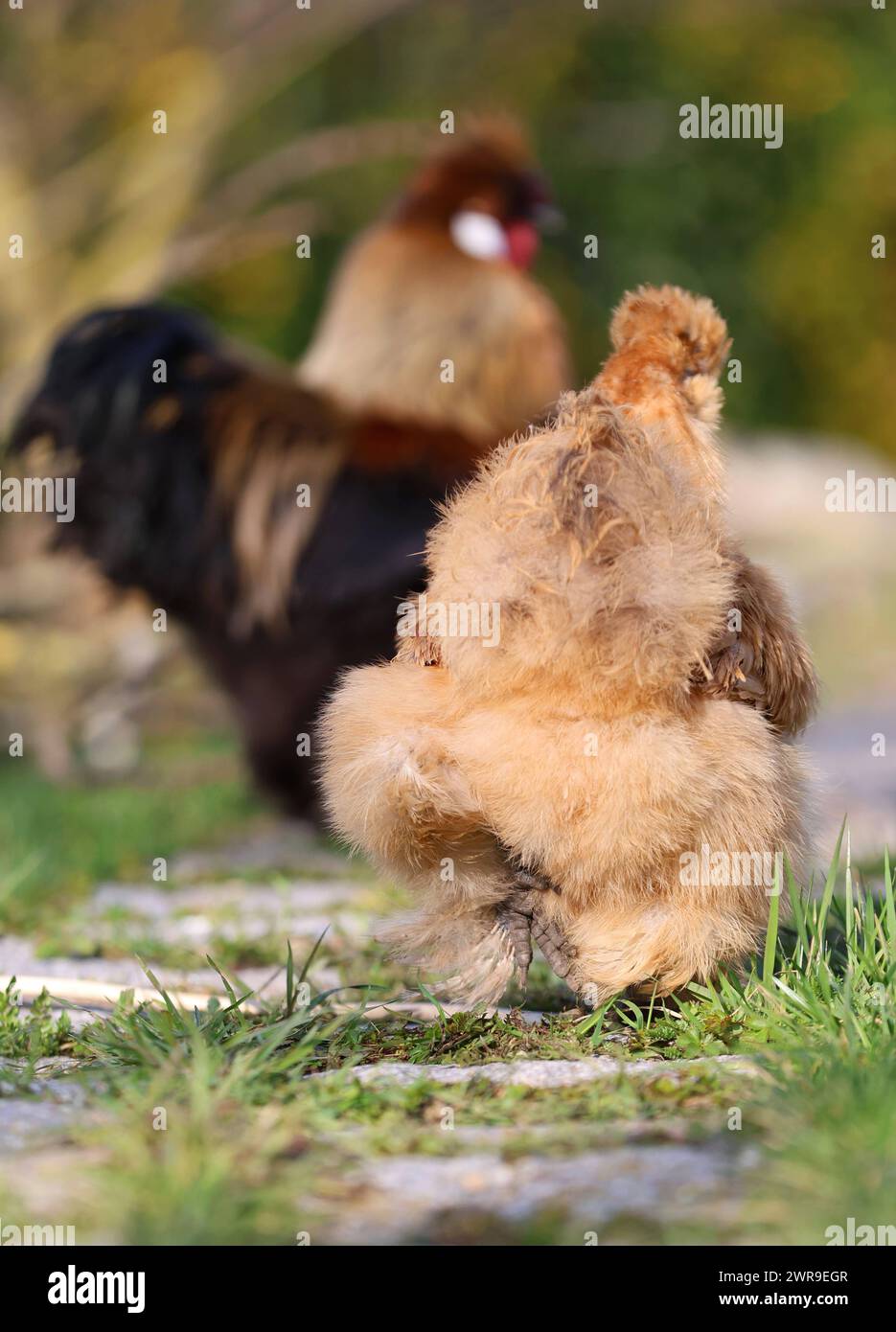 Zwerghuehner 08.03.2024, Erfurt, Paduaner-Hahn und Seidenhuhn von ...
