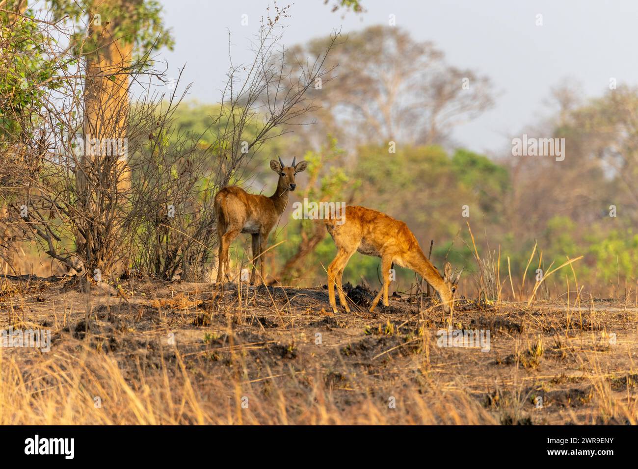 Female puku hi-res stock photography and images - Alamy