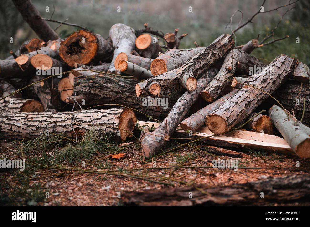 Cut trees of construction wood after deforestation stacked as woodpile ...