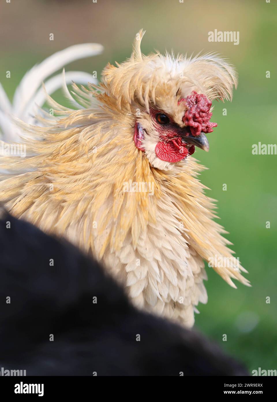 Zwerghuehner 08.03.2024, Erfurt, Paduaner-Hahn *** Dwarf chicken 08 03 ...
