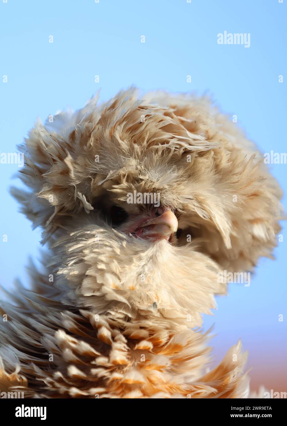 Zwerghuehner 08.03.2024, Erfurt, Seidenhuhn gestruppt *** Dwarf chicken ...