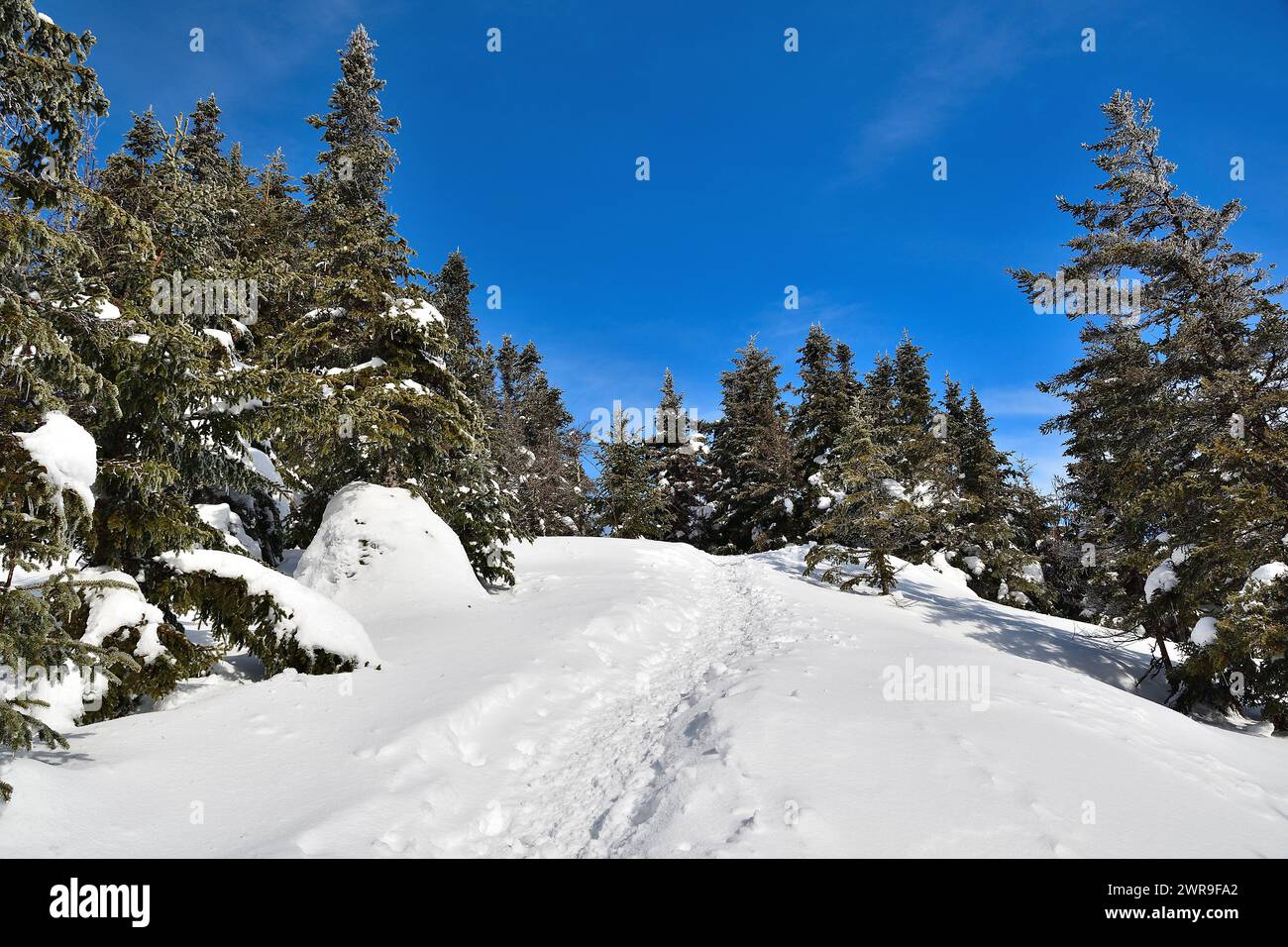 Sunny winter day with blue sky. Hiking trail in snow at Orford national ...