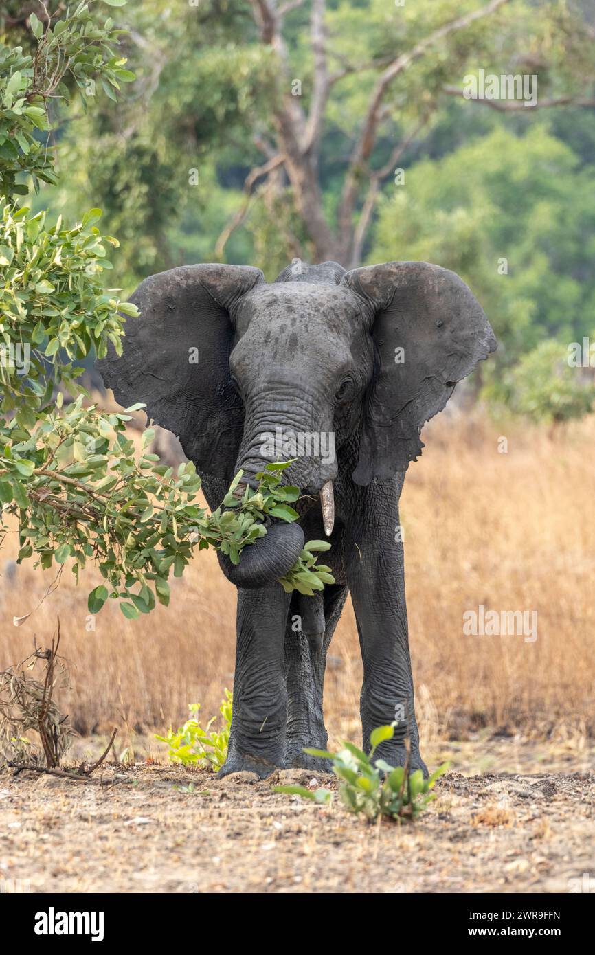 Elephant kafue national park hi-res stock photography and images - Alamy