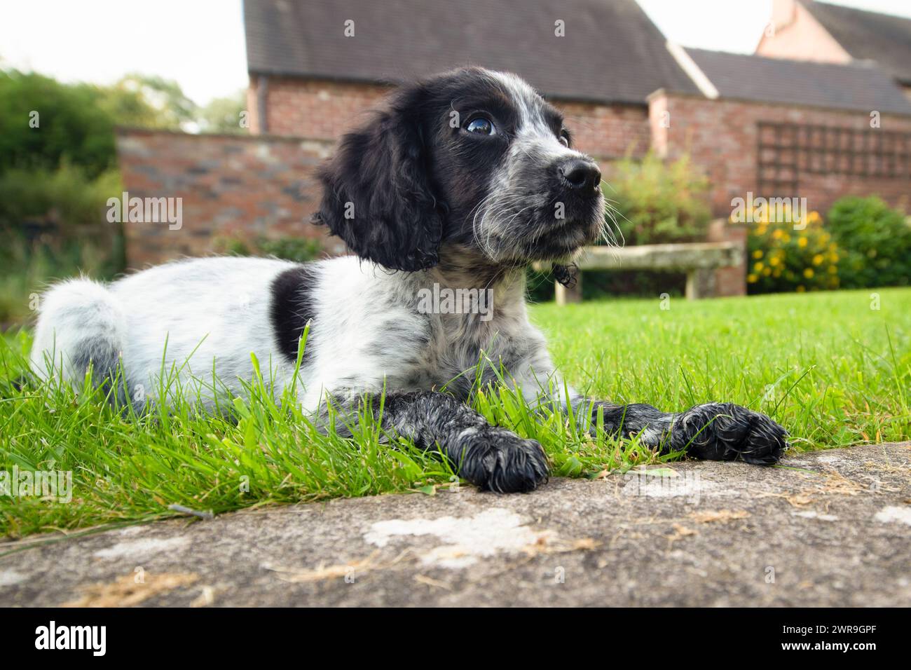 26/09/21 Nine-week-old sprocker spaniel Marbe Stock Photo - Alamy