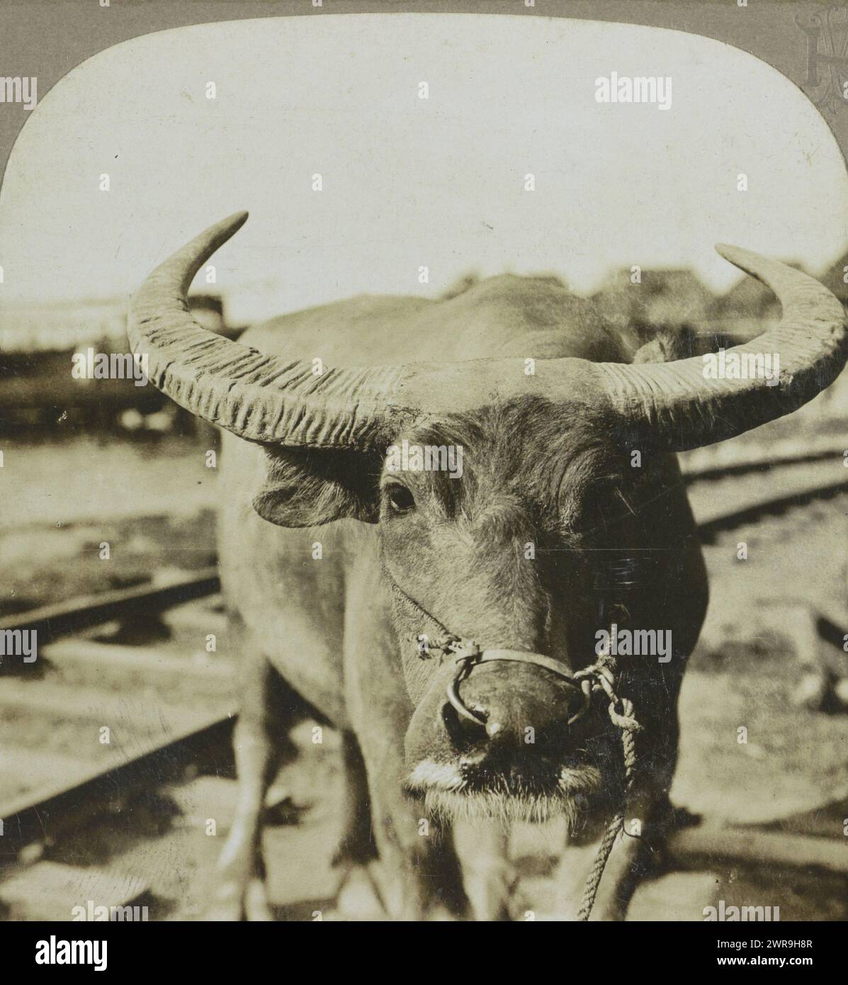 Water buffalo in the Philippines, Study of head of a caraboa, or water ...