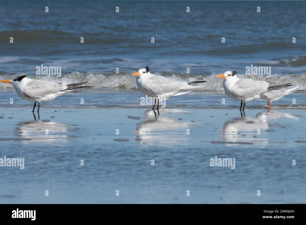 Three tern gulls lined up in the ocean surf Stock Photo - Alamy