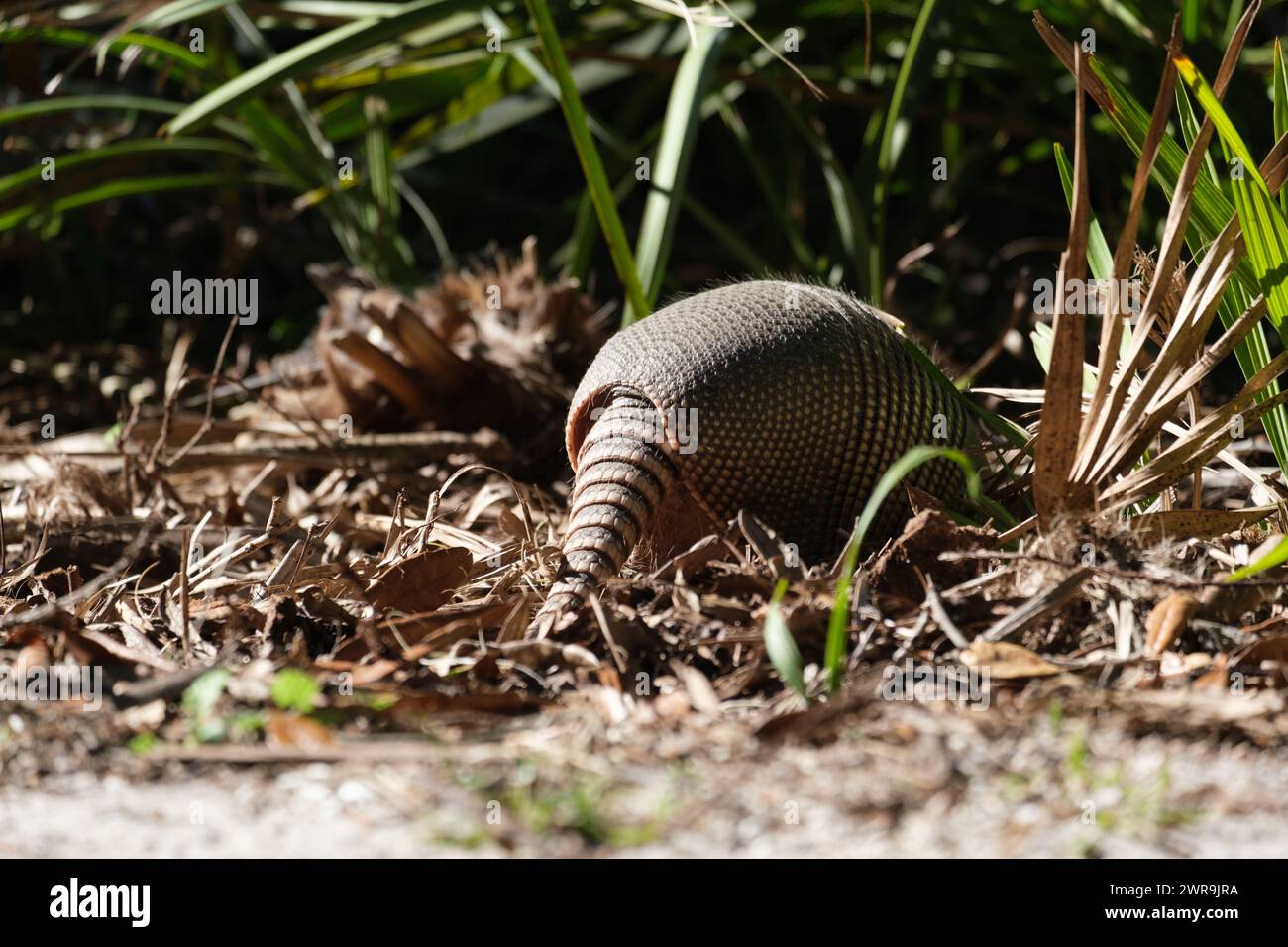 Tail of an armadillo, posterior view Stock Photo - Alamy