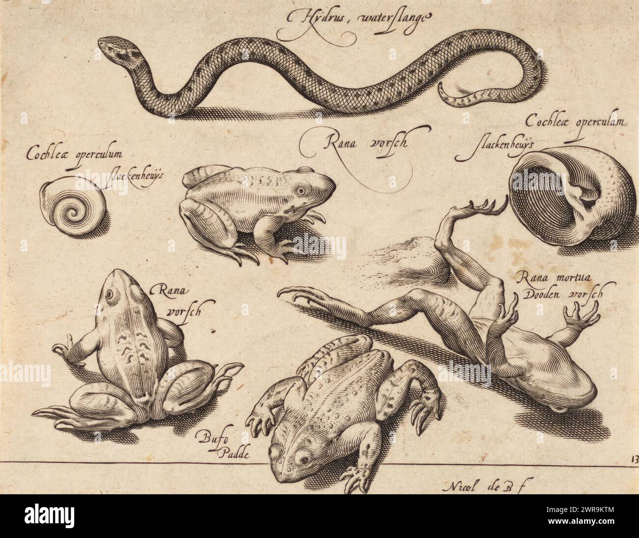 Water snake, frogs and toads, Libelus vana Genera piscium complectens ...