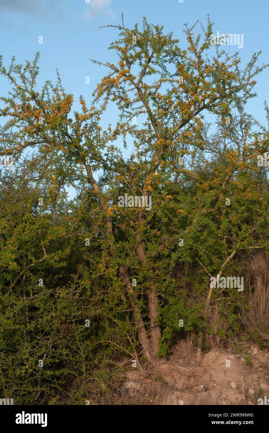 Chañar tree in Calden forest, bloomed in spring,La Pampa,Argentina ...