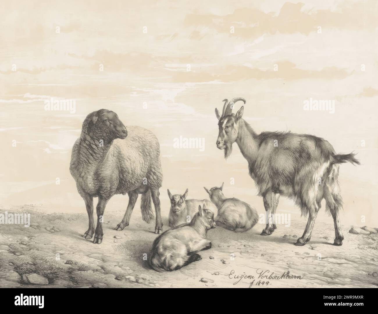 Sheep, goat and three young goats, Various domesticated animals (series ...