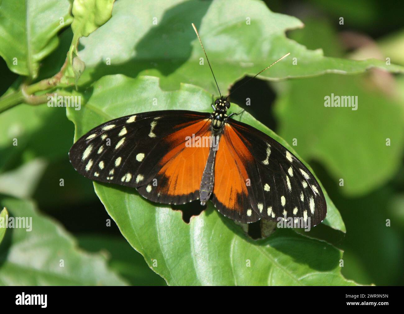 Nymphalid butterfly hi-res stock photography and images - Alamy