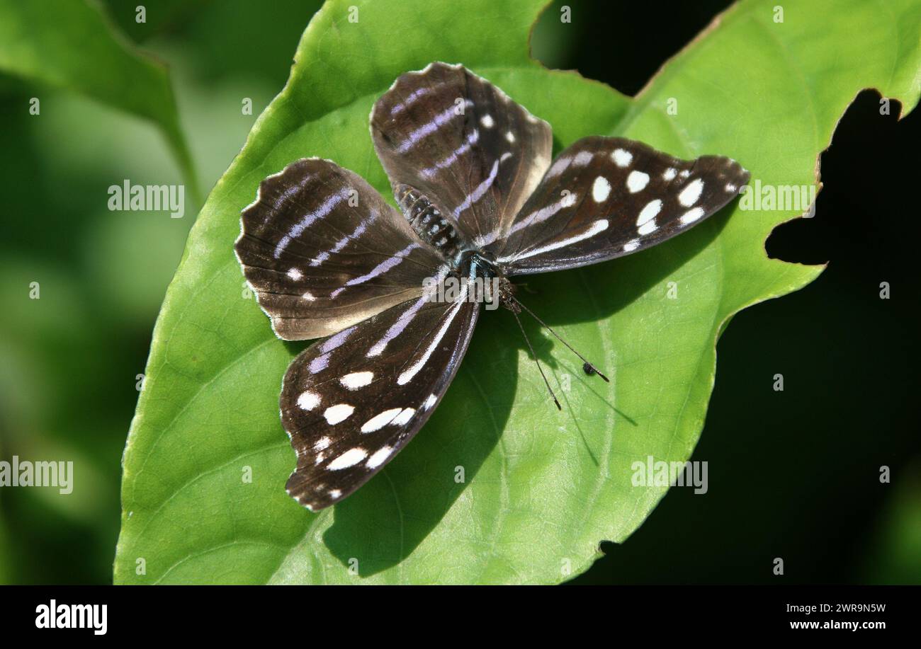 Royal blue butterfly hi-res stock photography and images - Alamy