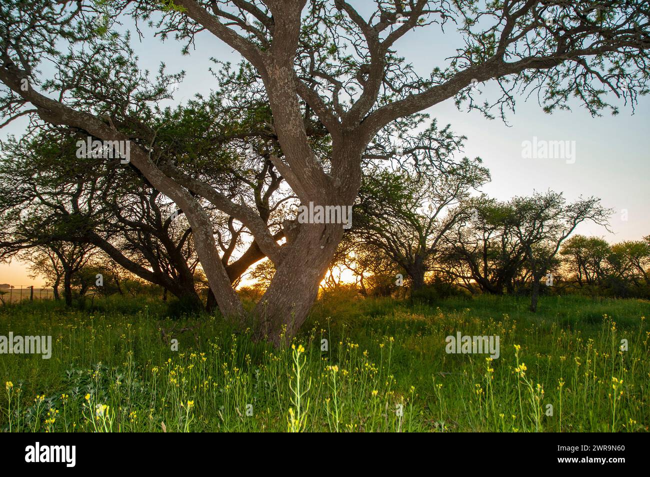 Calden forest landscape, La Pampa province, Patagonia, Argentina Stock ...