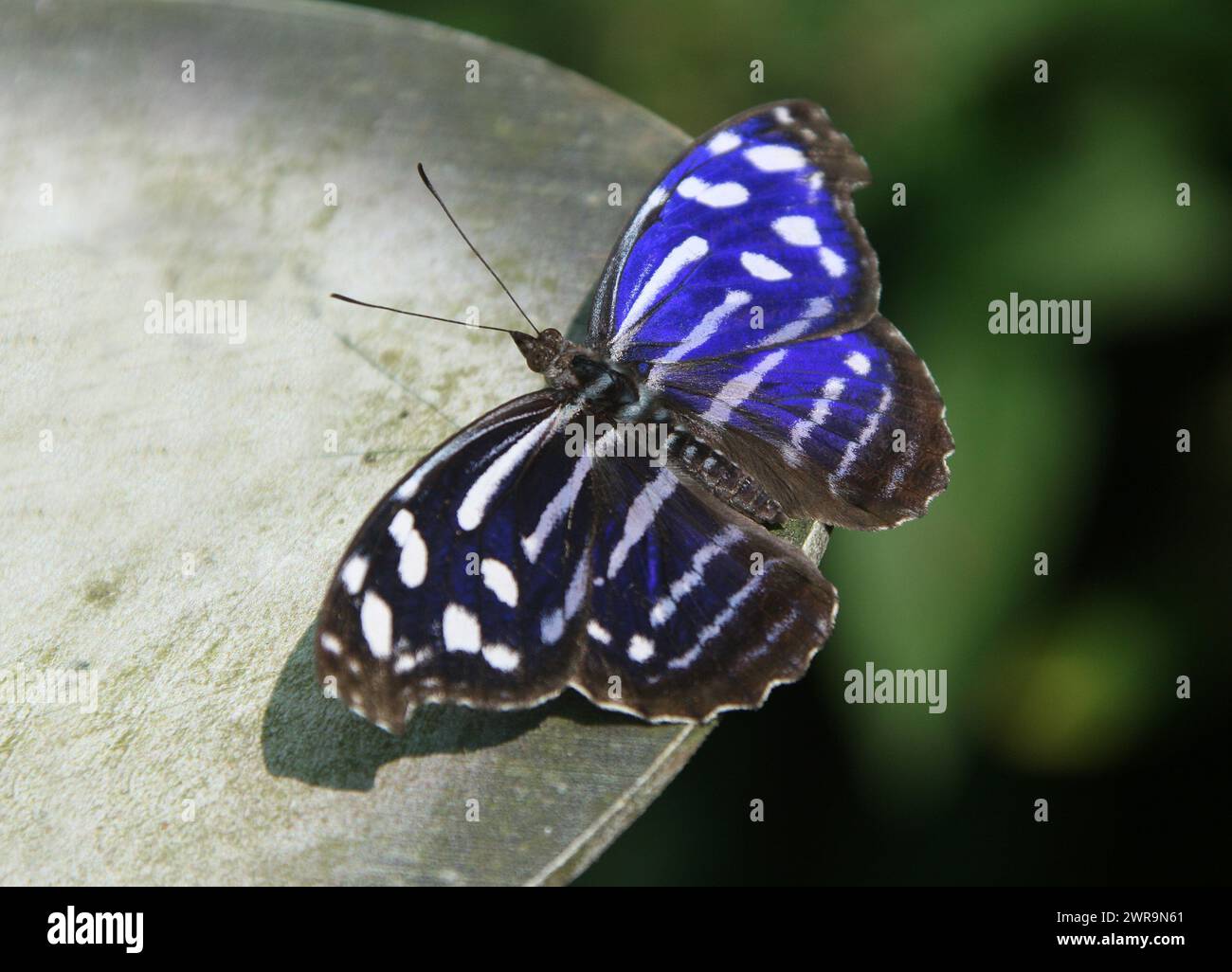 Royal blue butterfly hi-res stock photography and images - Alamy