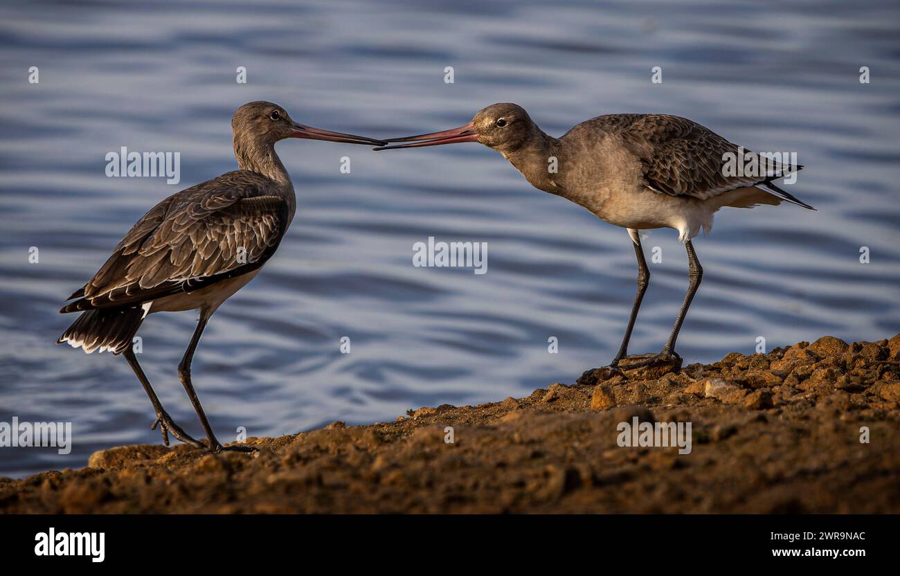 Godwit squabble hi-res stock photography and images - Alamy