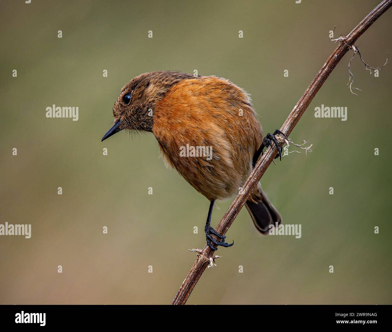 Female european stonechat uk hi-res stock photography and images - Alamy