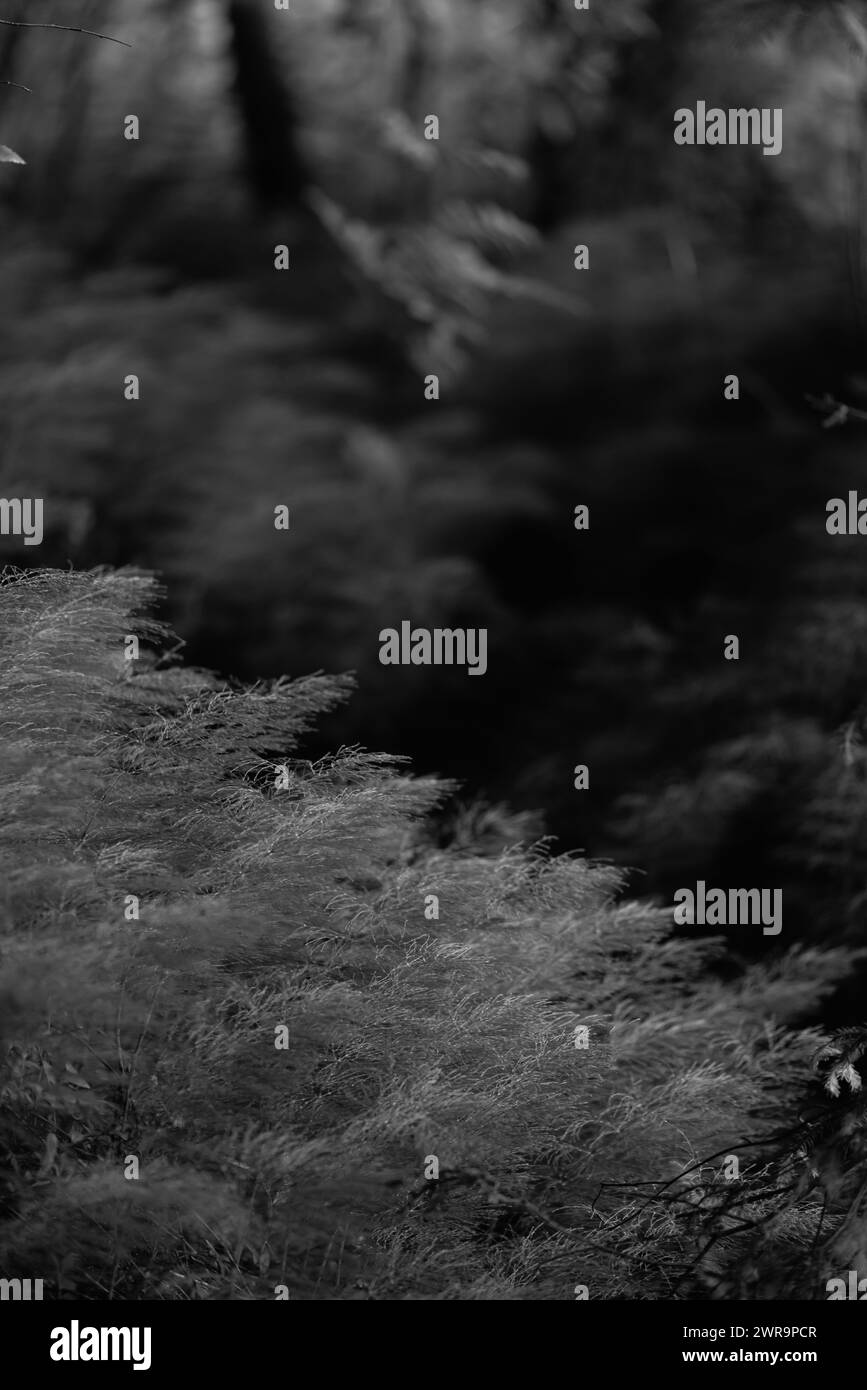 Top view on green background Black and White Stock Photos & Images - Alamy