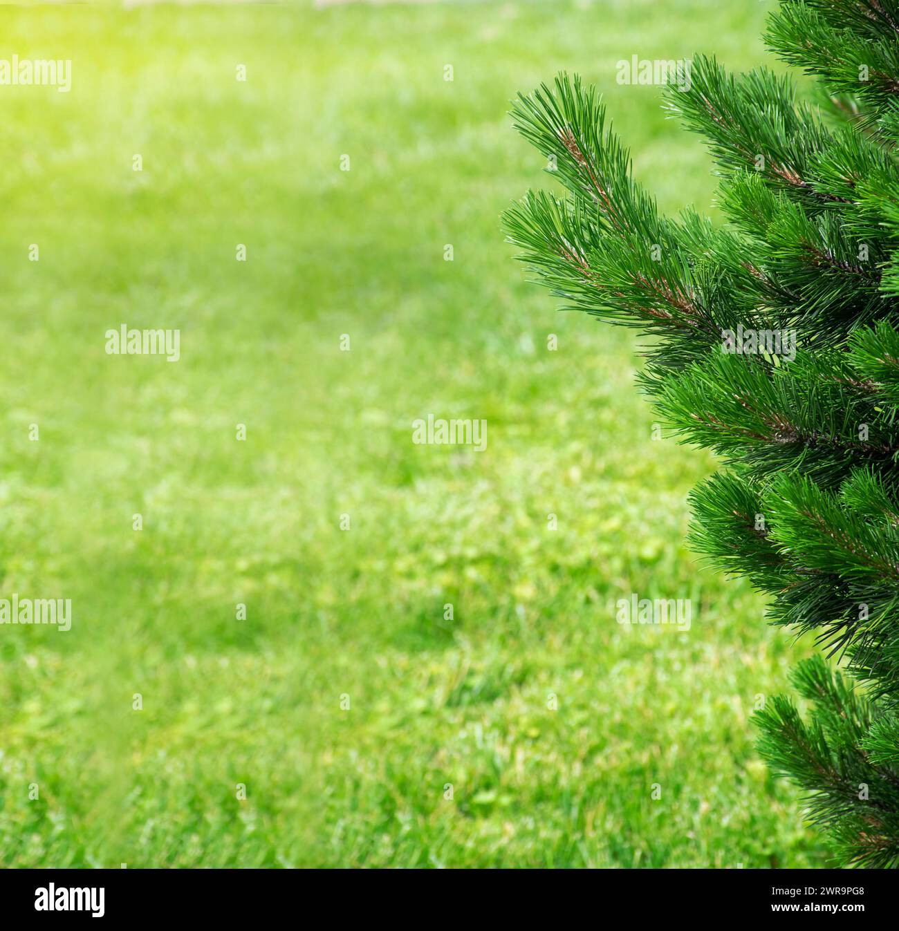 Fresh sprouts of pine. Pine branch in a coniferous forest. The original ...