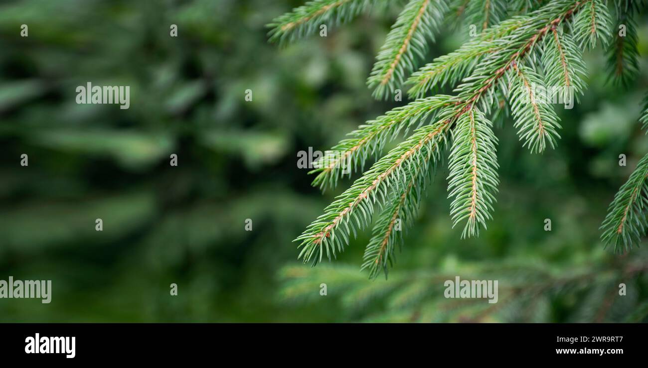 Summer forest landscape in sunny weather - forest trees , soft sunlight ...