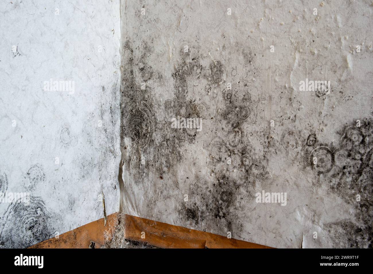 Black Mold on the wallpaper on the wall in a room Stock Photo - Alamy