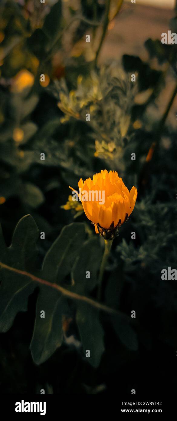 A lone flower surrounded by lush green grass foliage Stock Photo - Alamy