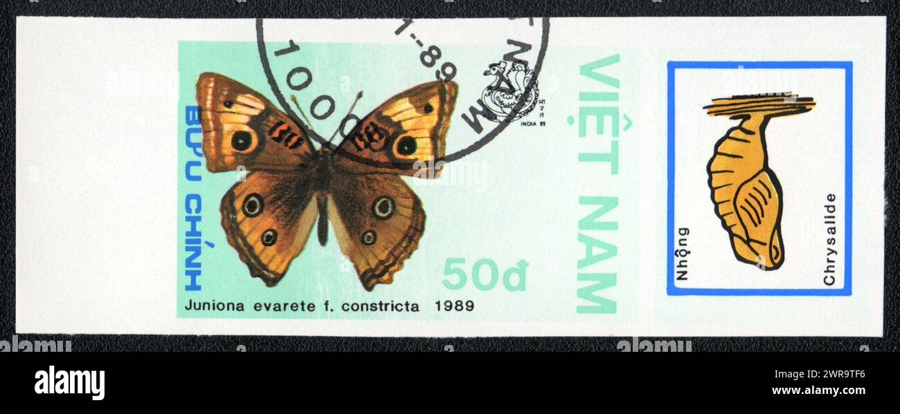 A postage imperforate stamp shows image of a juniona evarete f ...