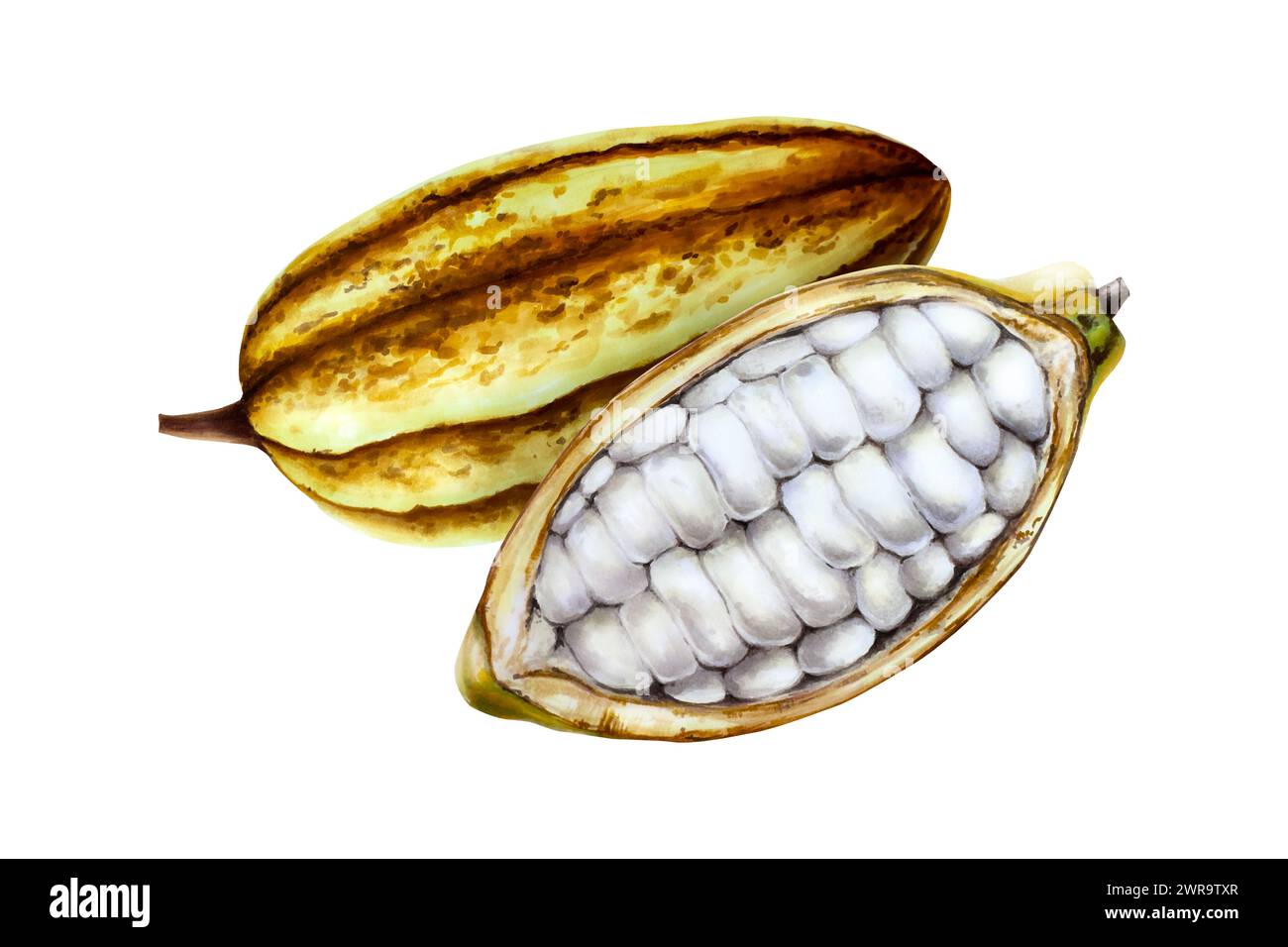 Watercolor composition with open cocoa pod, fruit. Hand drawn half ...