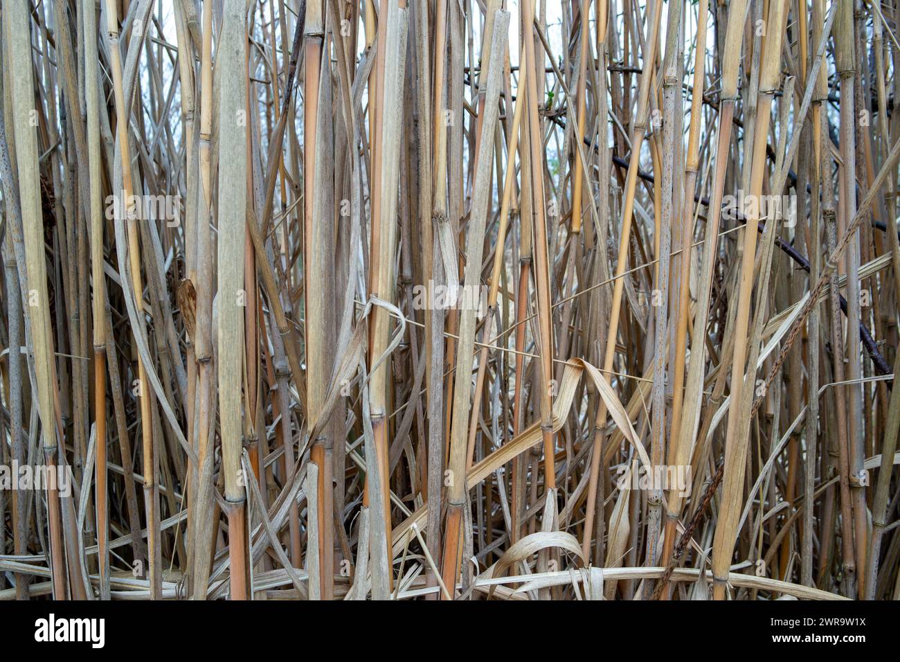 Reed texture in the garden Stock Photo - Alamy
