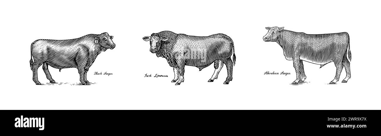 Gentle cows Stock Vector Images - Alamy