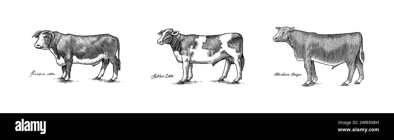 Domestic cattle on farmland Stock Vector Images - Alamy