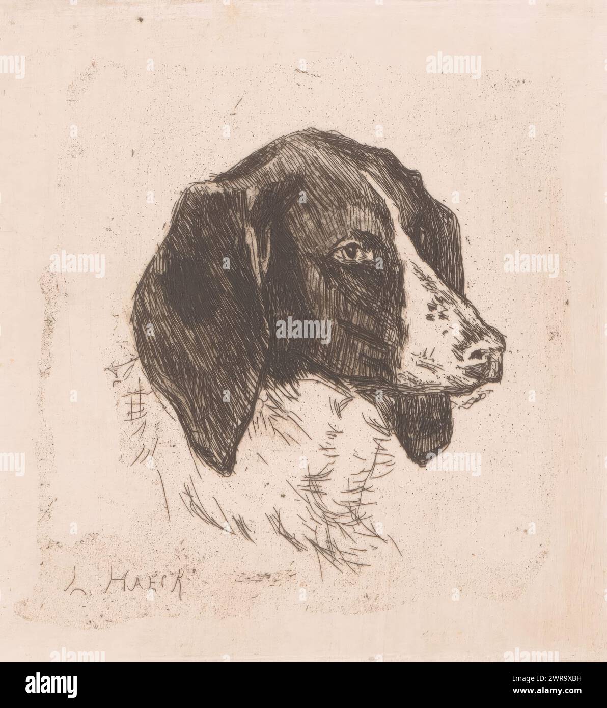 Dog head, print maker: Léopold Haeck, (signed by artist), 1878 - 1910 ...