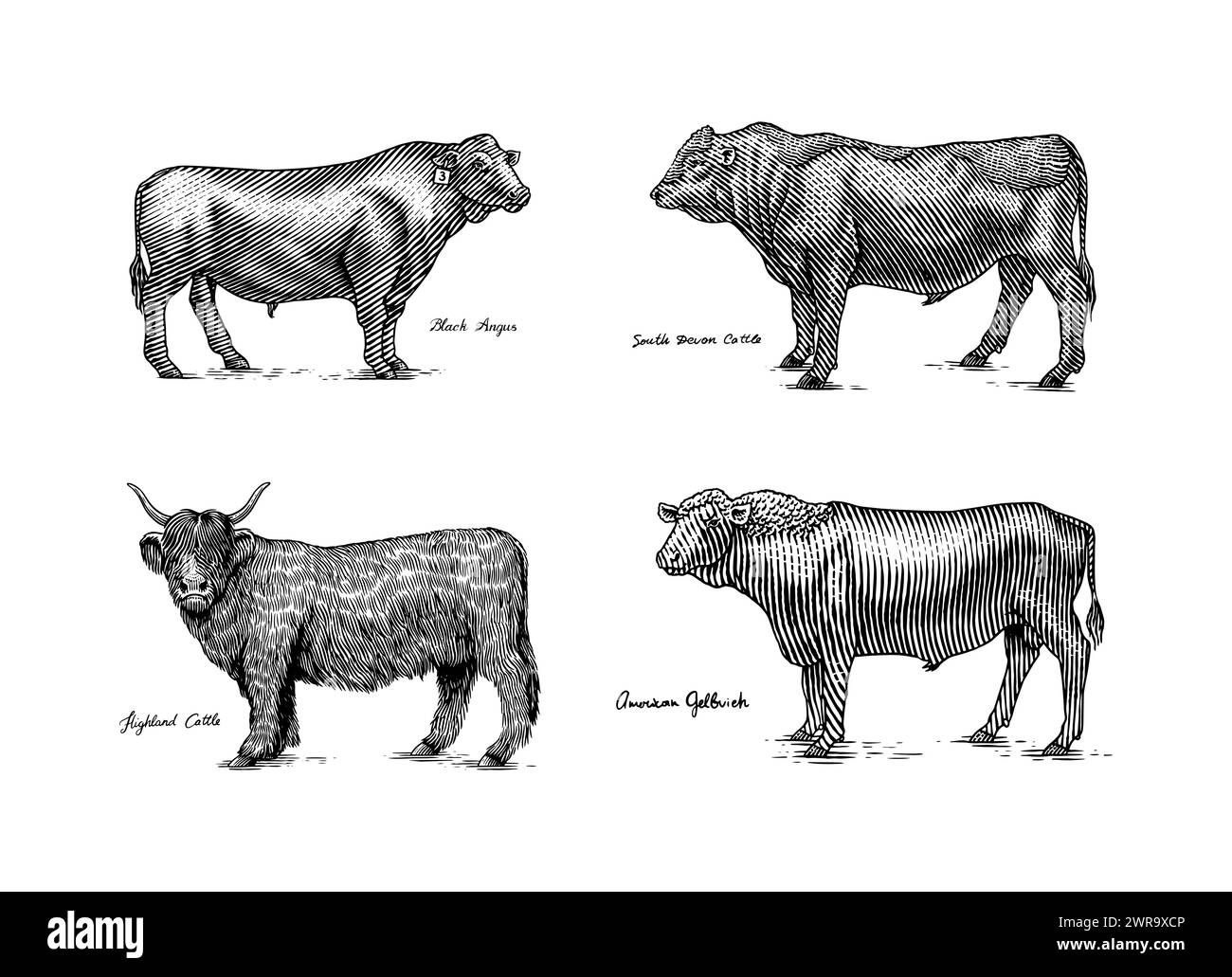 A Group Of Cows Standing Next To Each Other On A White Background. Farm ...