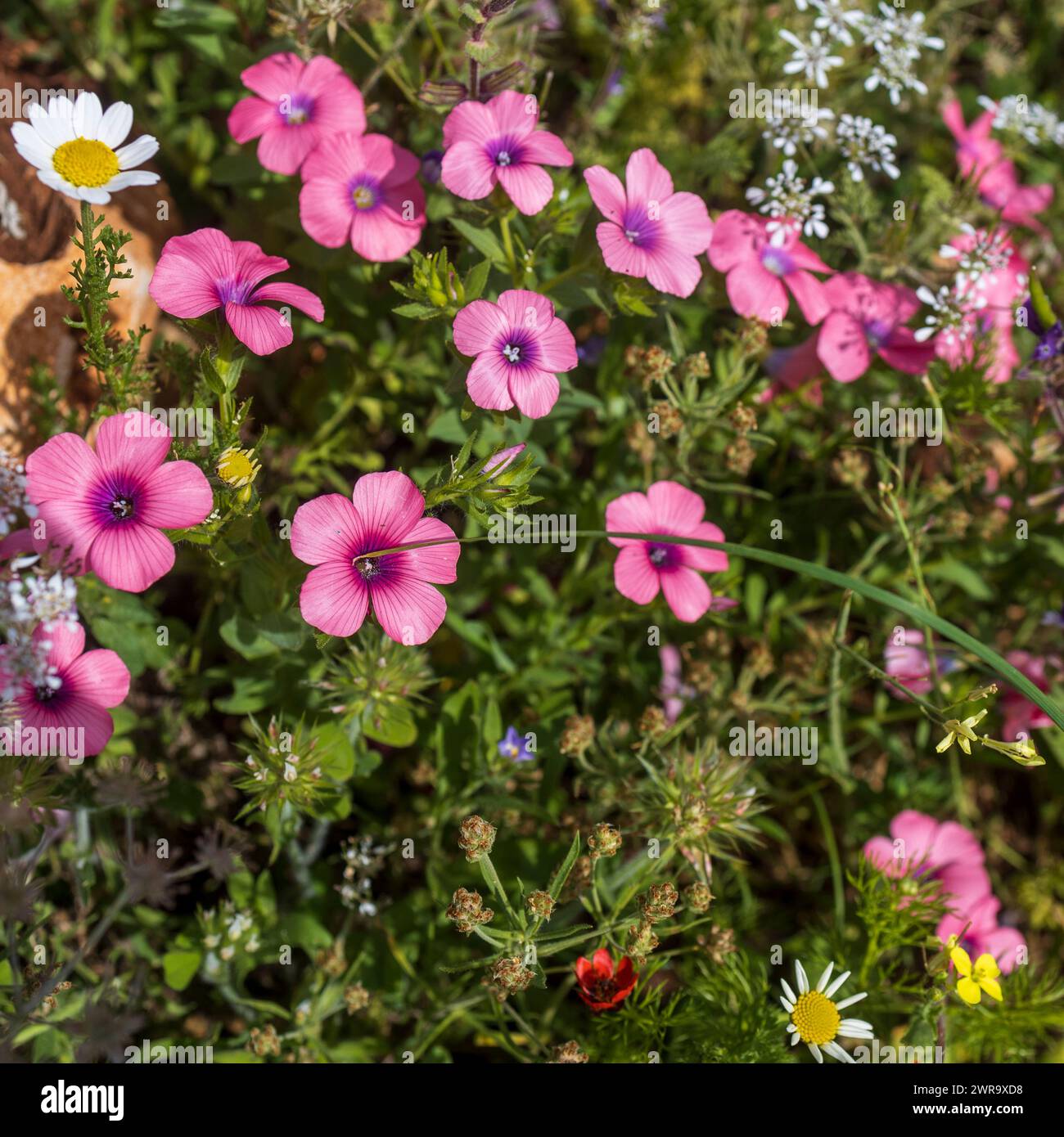Linum pubescens Banks & Sol. Linum pubescens, the hairy pink flax, is ...
