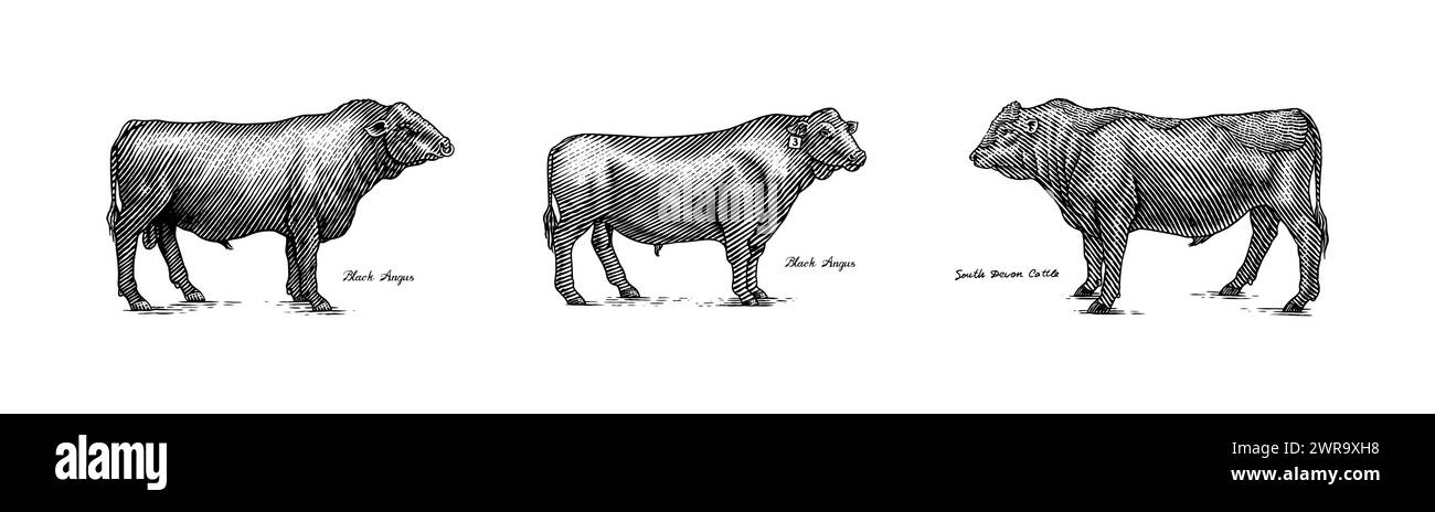 A Group Of Cows Standing Next To Each Other On A White Background. Farm ...