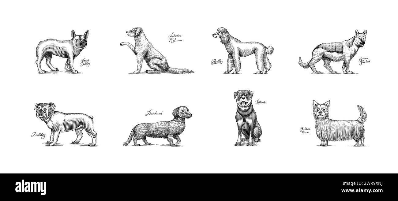 Boxer dog drawing clipart Stock Vector Images - Alamy