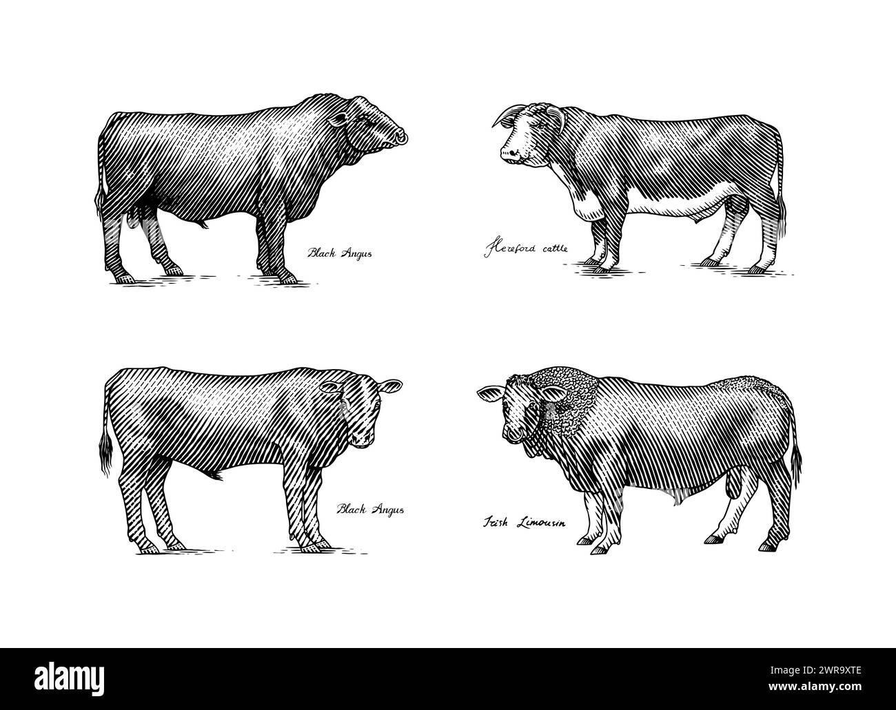 A Group Of Cows Standing Next To Each Other On A White Background. Farm ...