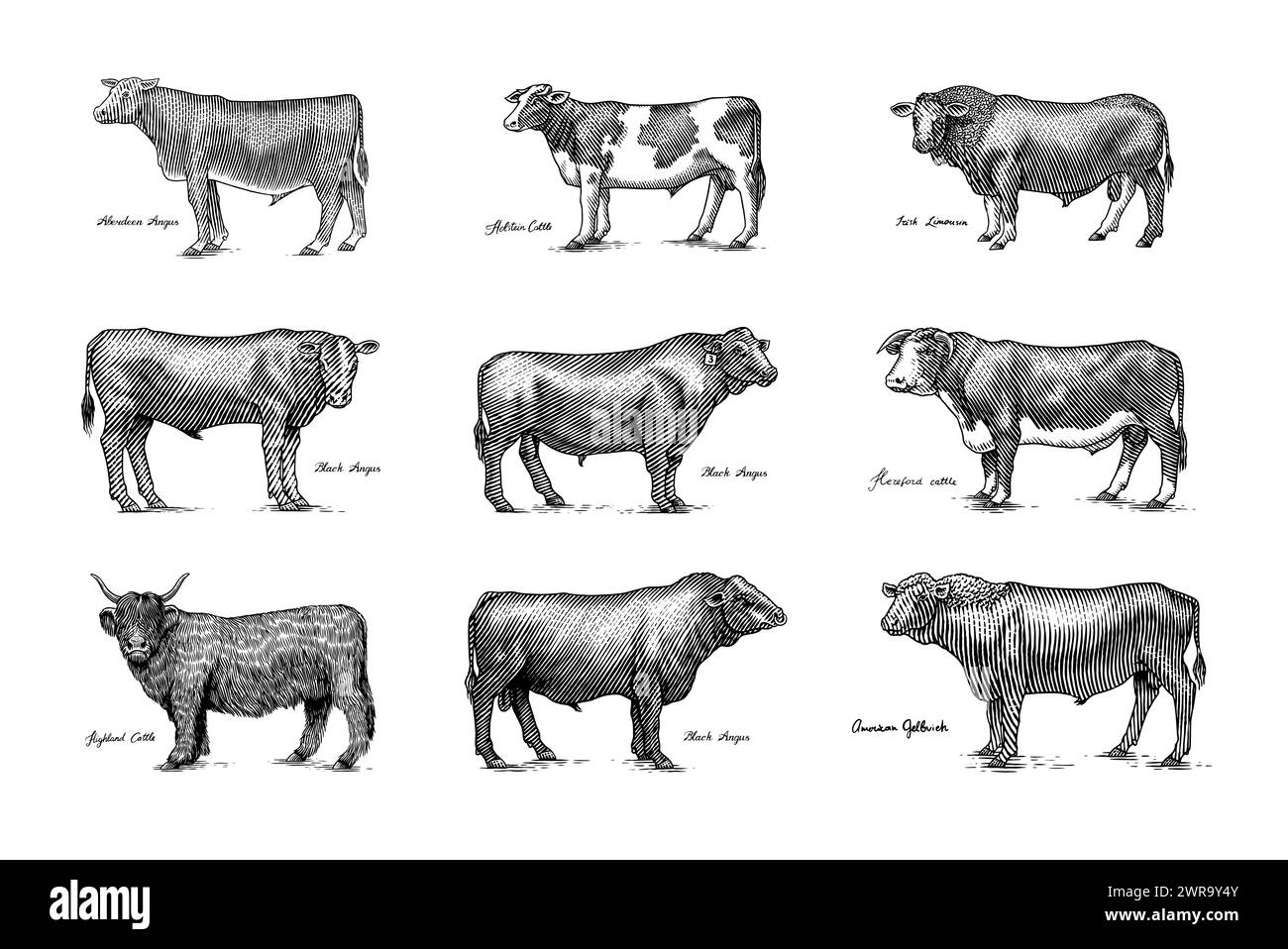 A Group Of Cows Standing Next To Each Other On A White Background. Farm ...