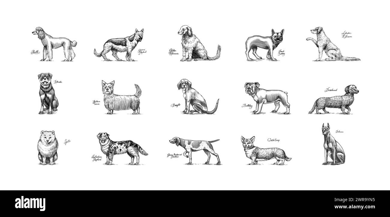 Dogs In This Drawing. Different breeds of domestic animals. Puppy ...