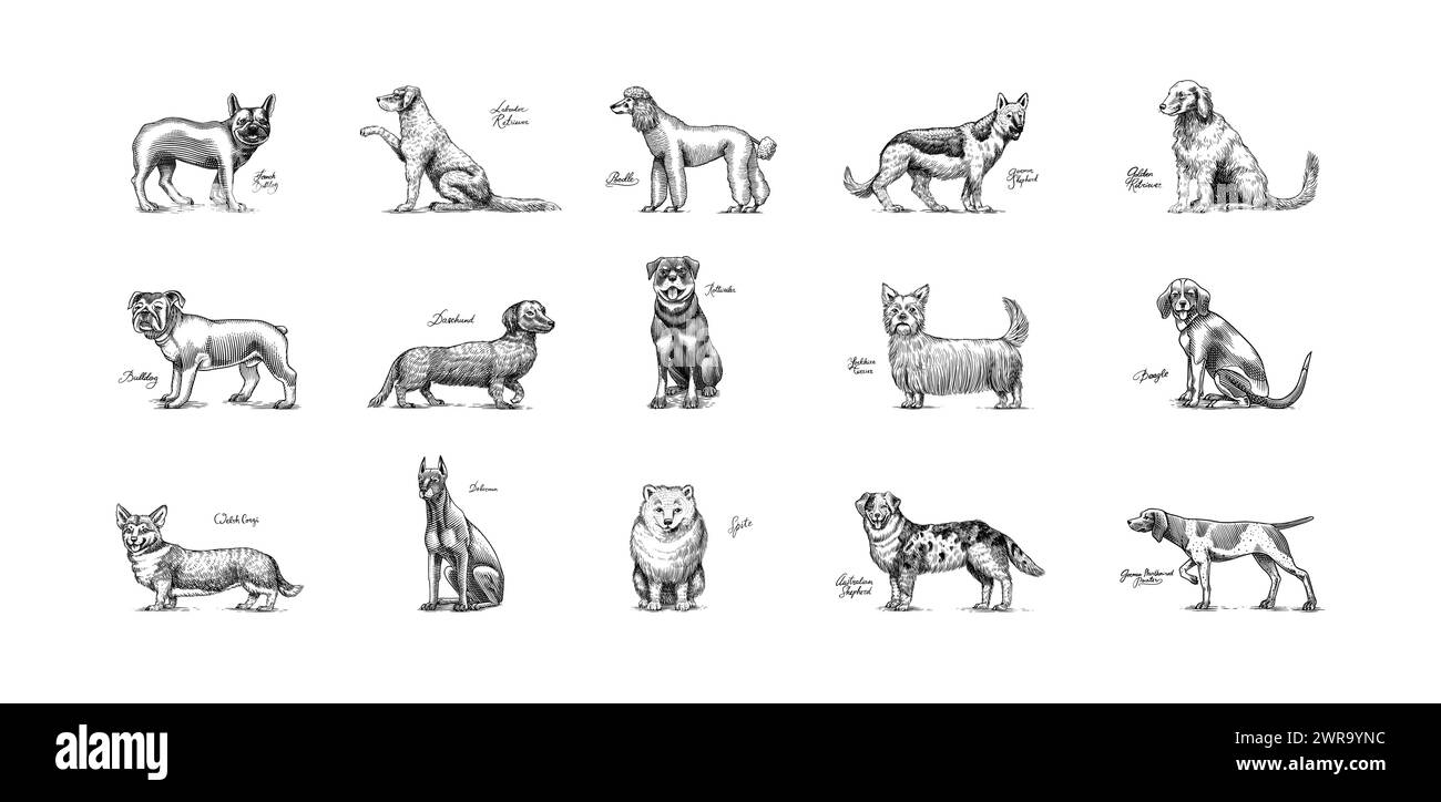 Dogs In This Drawing. Different breeds of domestic animals. Puppy ...