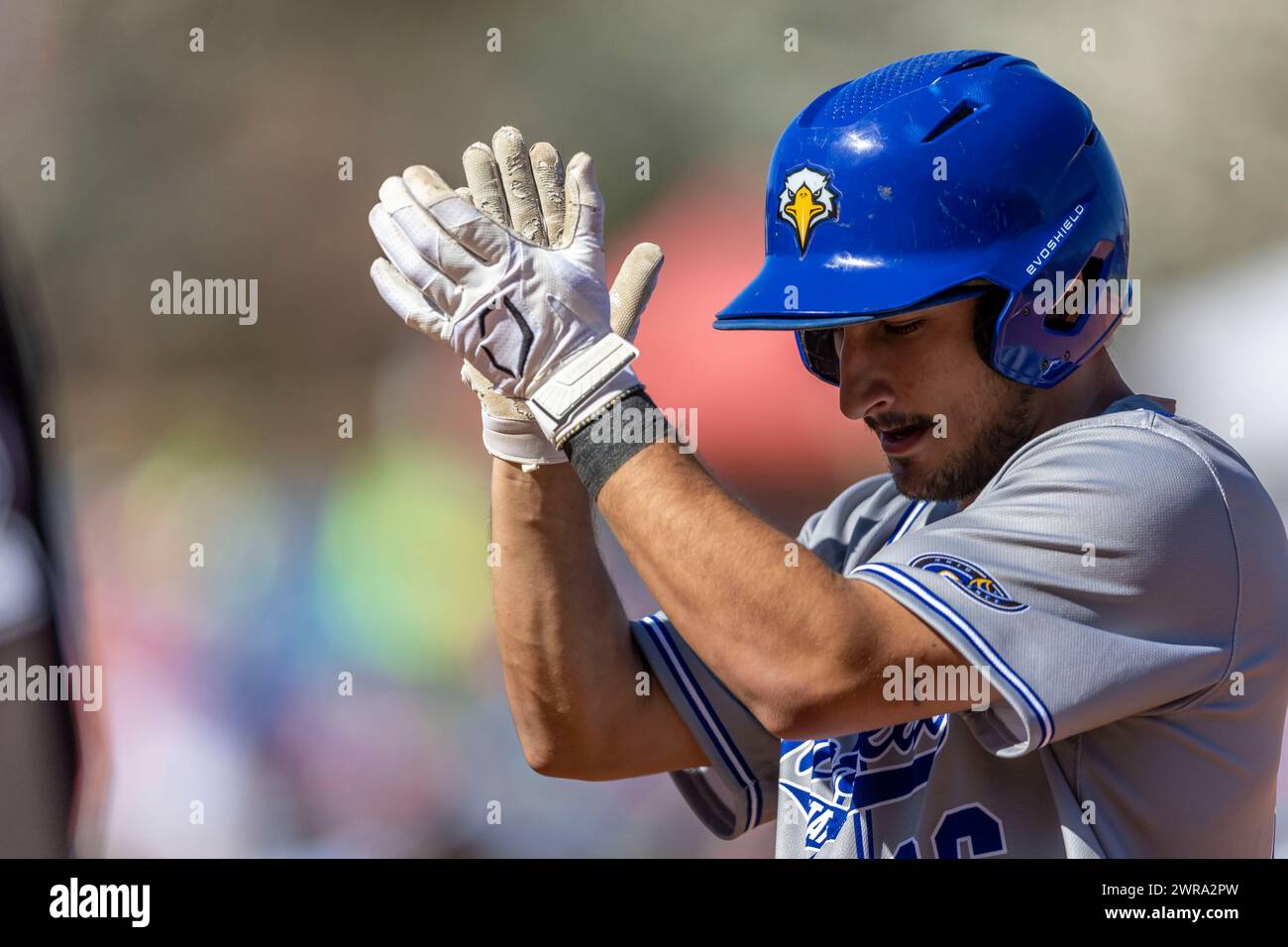 Morehead State infielder Gabriel Sepulveda (36) celebrates after his ...