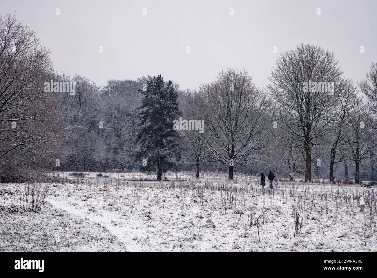 Couple walk in winter landscape, Clarence Park, Bury, Greater ...