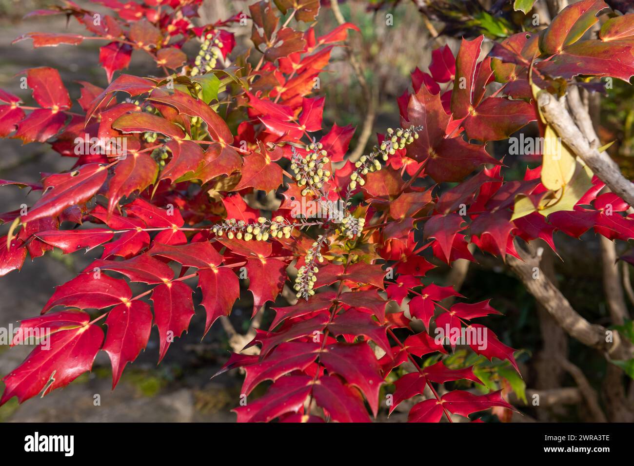 Mahonia winter sun winter bloom hi-res stock photography and images - Alamy
