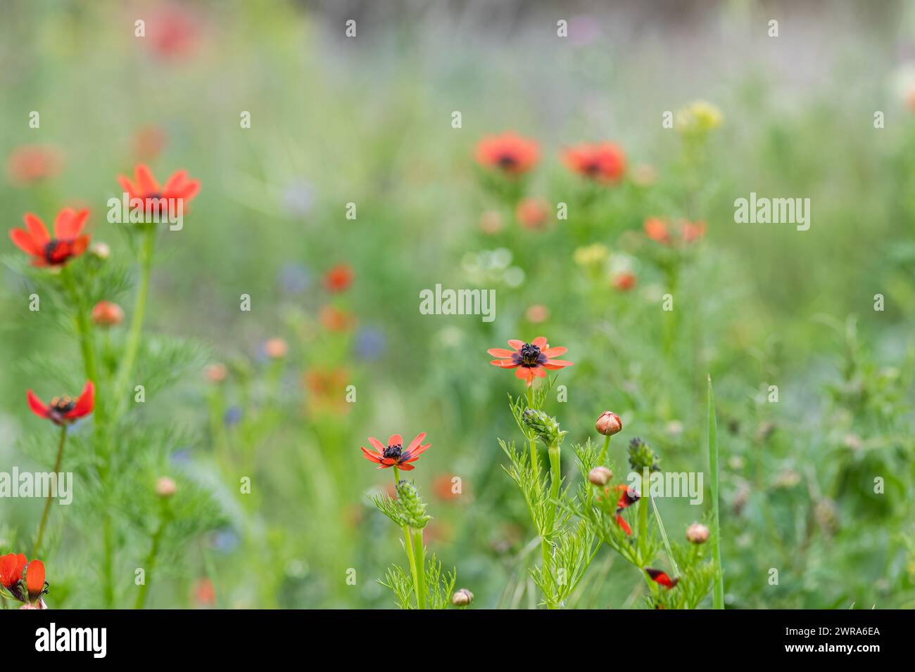 Adonis aestivalis, close up adonis aestivalis field and wildflowers ...