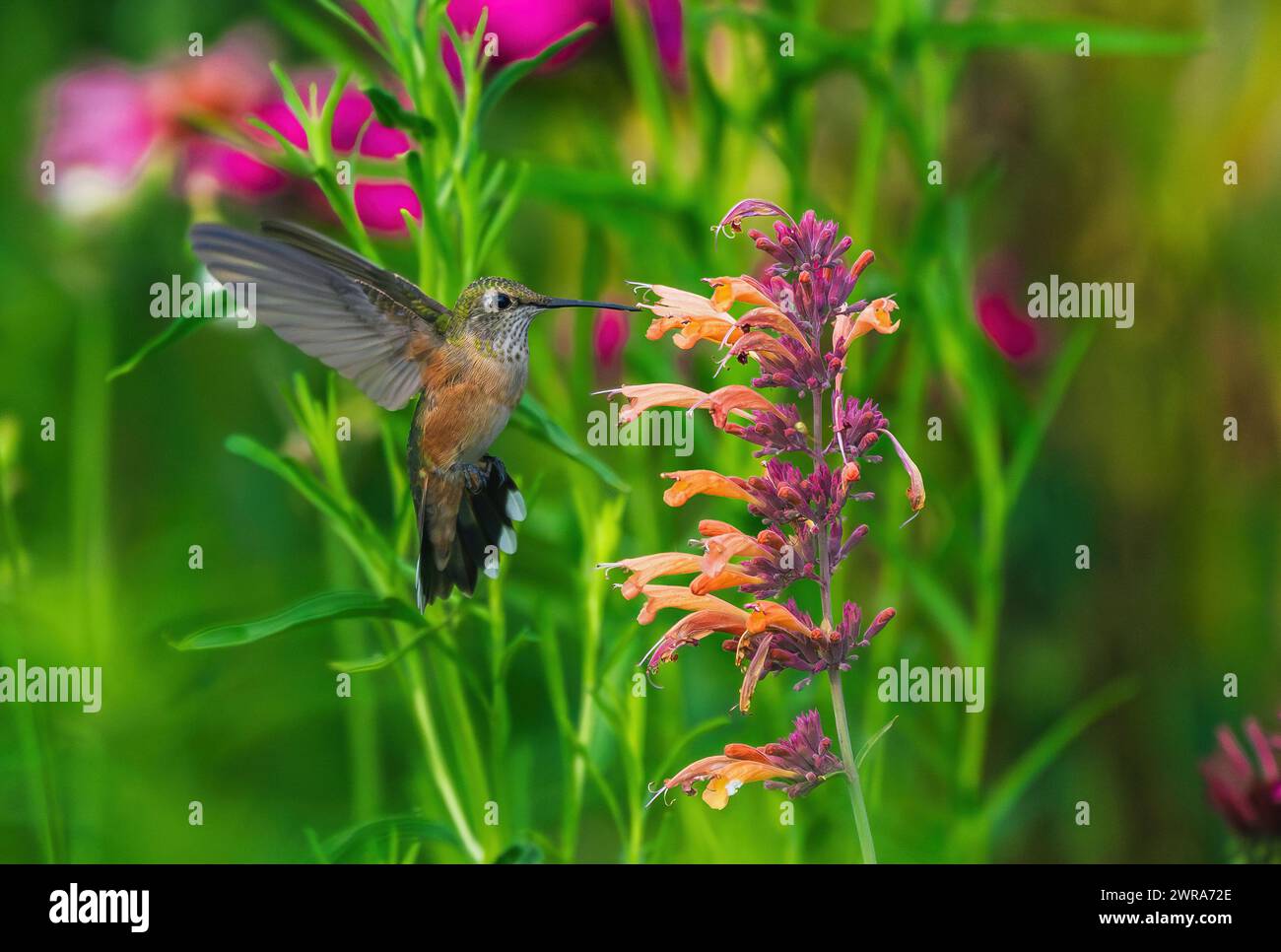 A female Broad-tailed Hummingbird hovering by Hummingbird Mint flowers ...