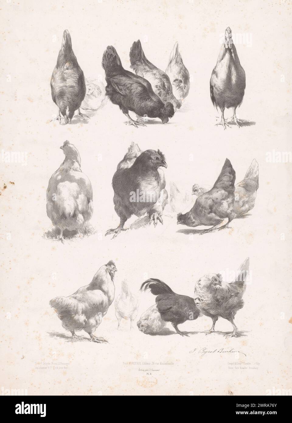 Sixteen chickens hi-res stock photography and images - Alamy