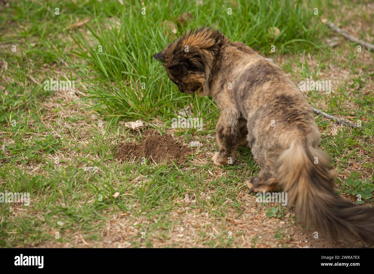 Cat hole hi-res stock photography and images - Alamy